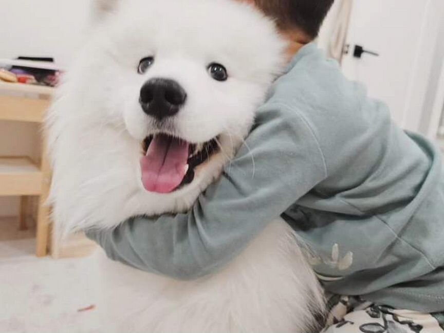 Собака нянька