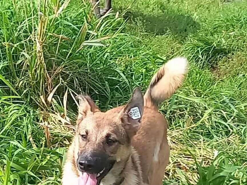 Стерилизованная щенок-сука 6 месяцев