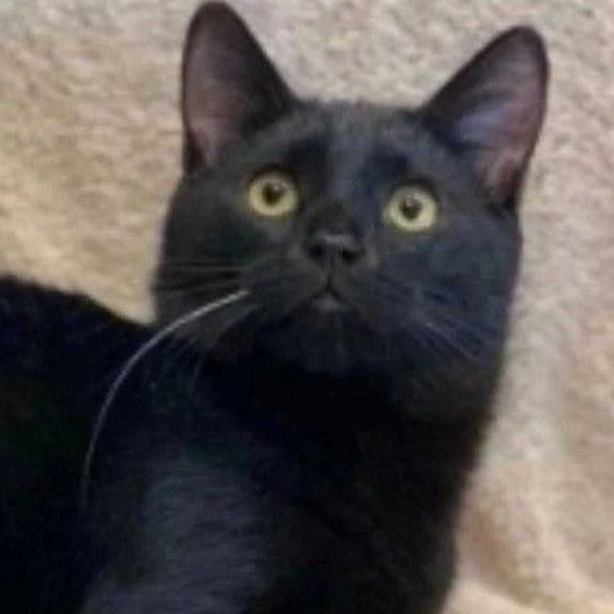 Мишаня ищет ответственных хозяев