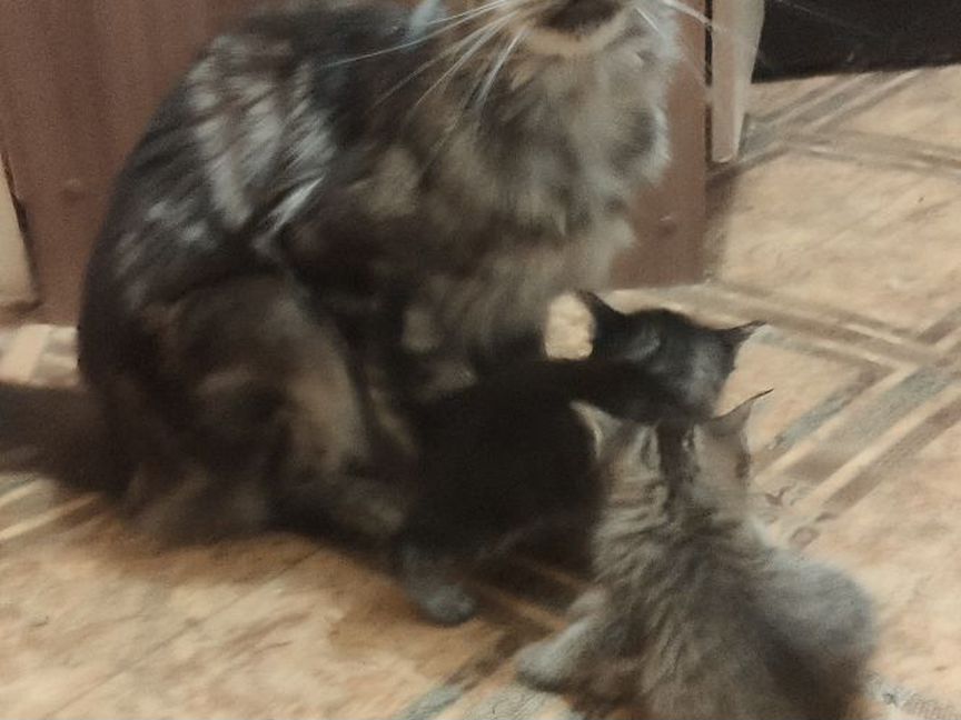 Котята помесь мейн-куна и сибирской кошки