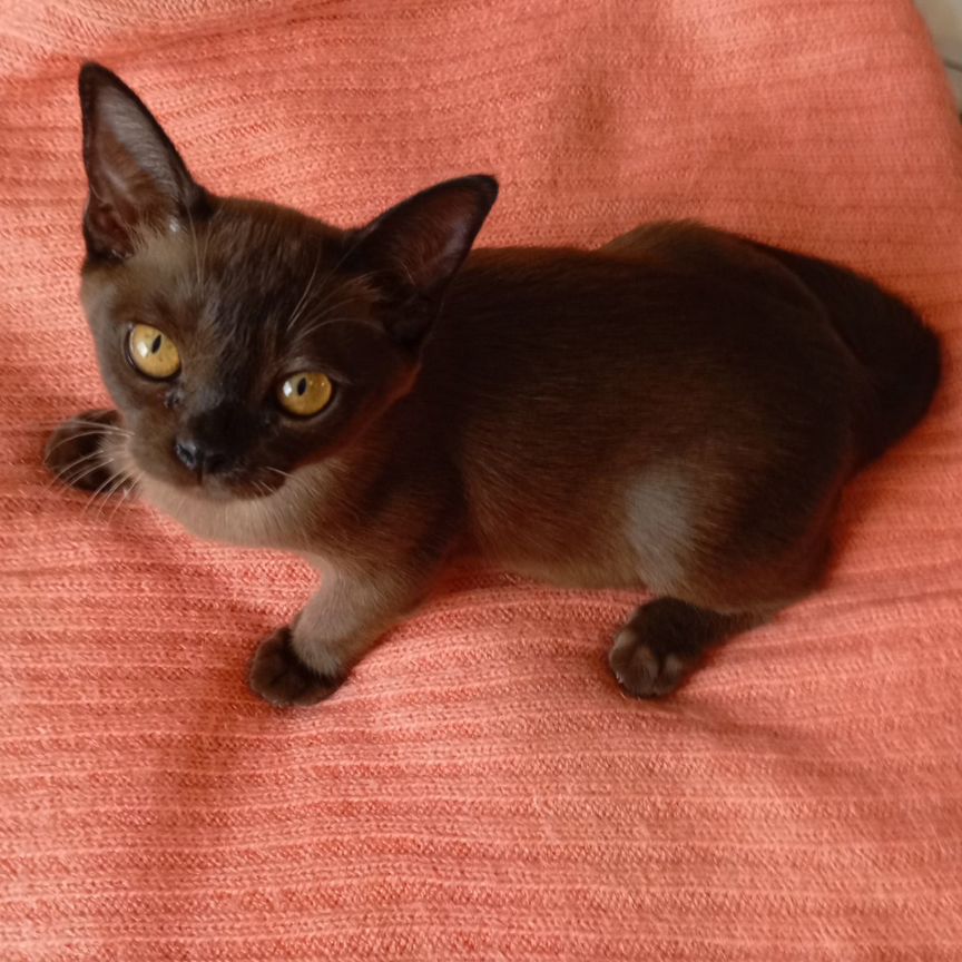 Котята бурманские