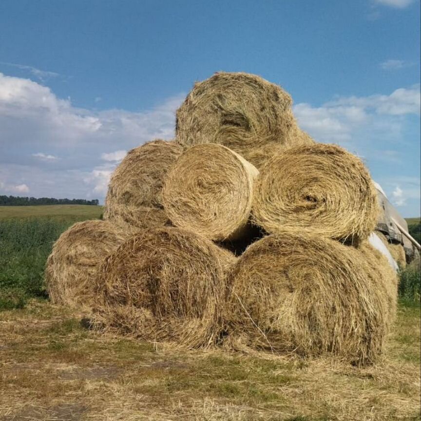 Продам сено в рулонах