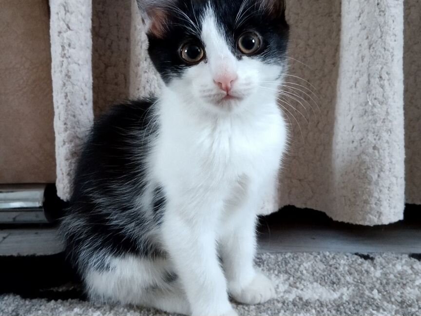 Кошечка дворянка