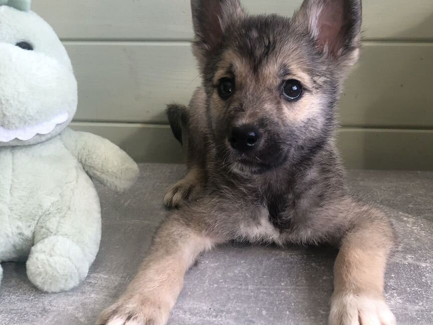 Щенки маленьких пород