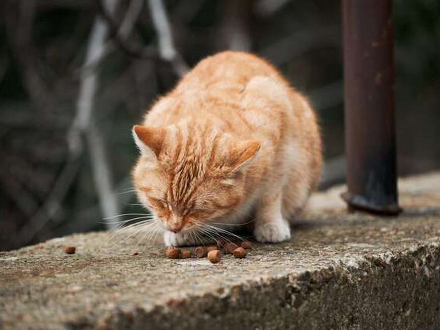 Котик Солнышко в добрые руки