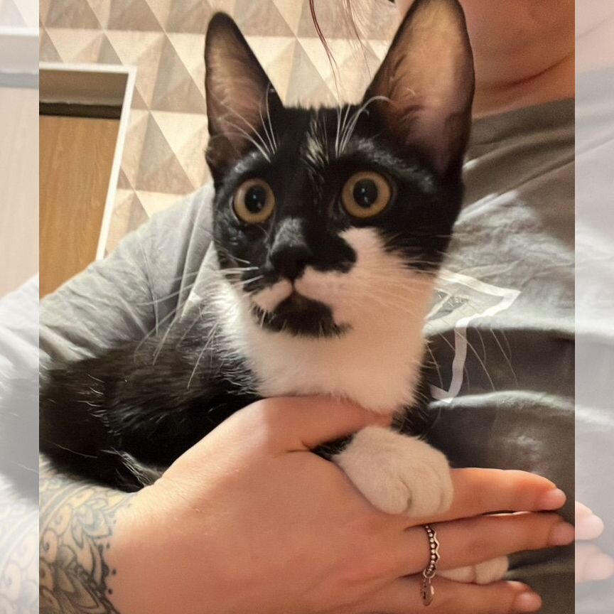 Котёнок в добрые руки