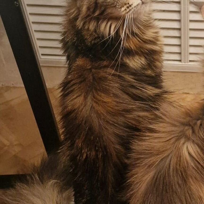 Мейн-кун кошечка 1год