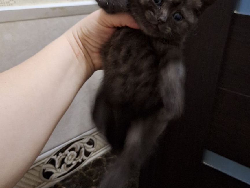 Кошка