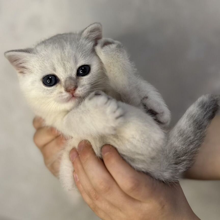 Шотландский вислоухий короткошёрстный котёнок