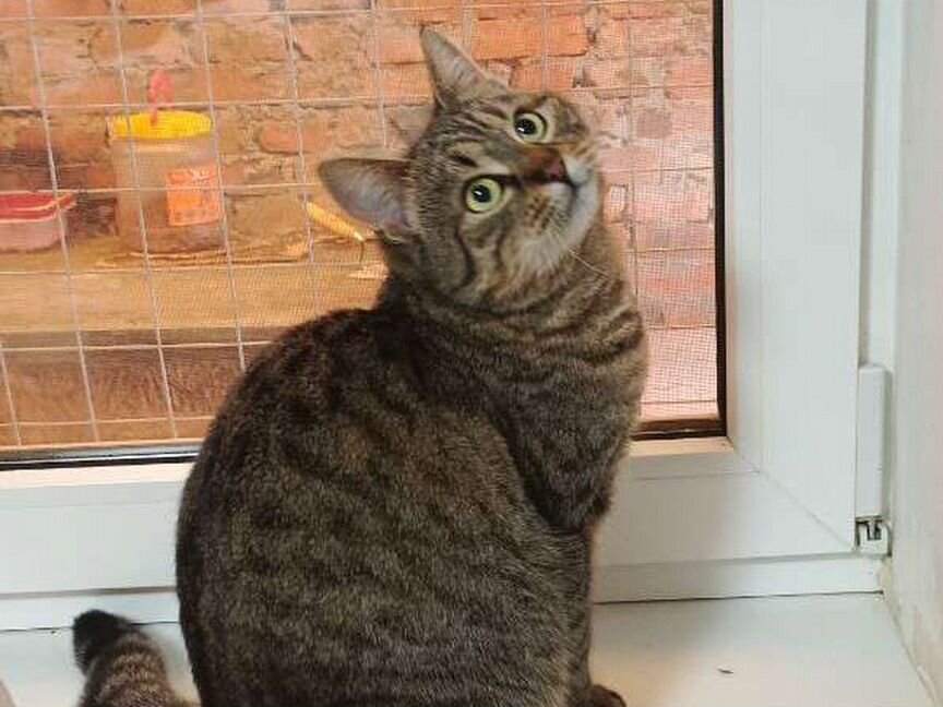 Кошечка ищет семью