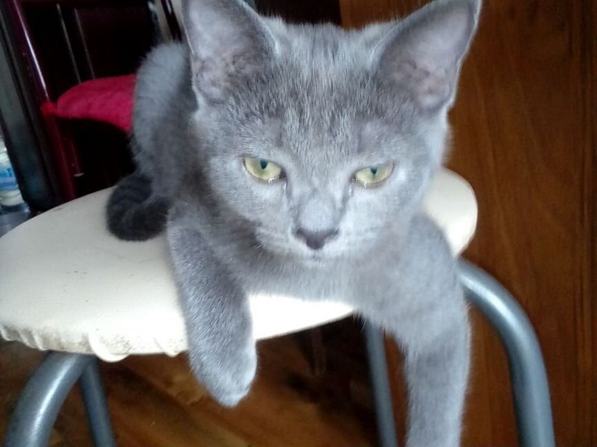 Шотландская прямоухая кошечка