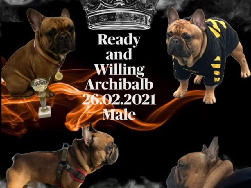 Французский бульдог вязка