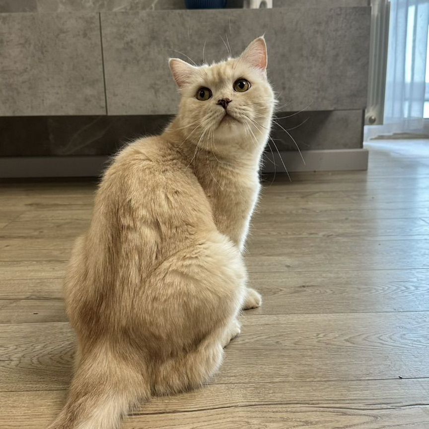 Кот британец