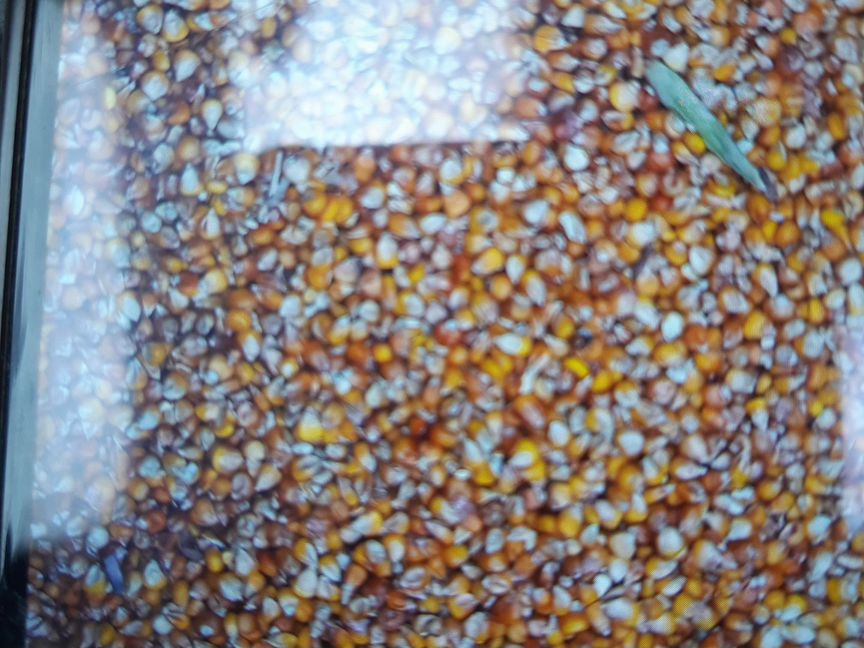 Кукуруза ячмень пшеница