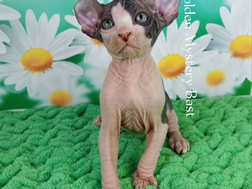 Сфинкс Эльф