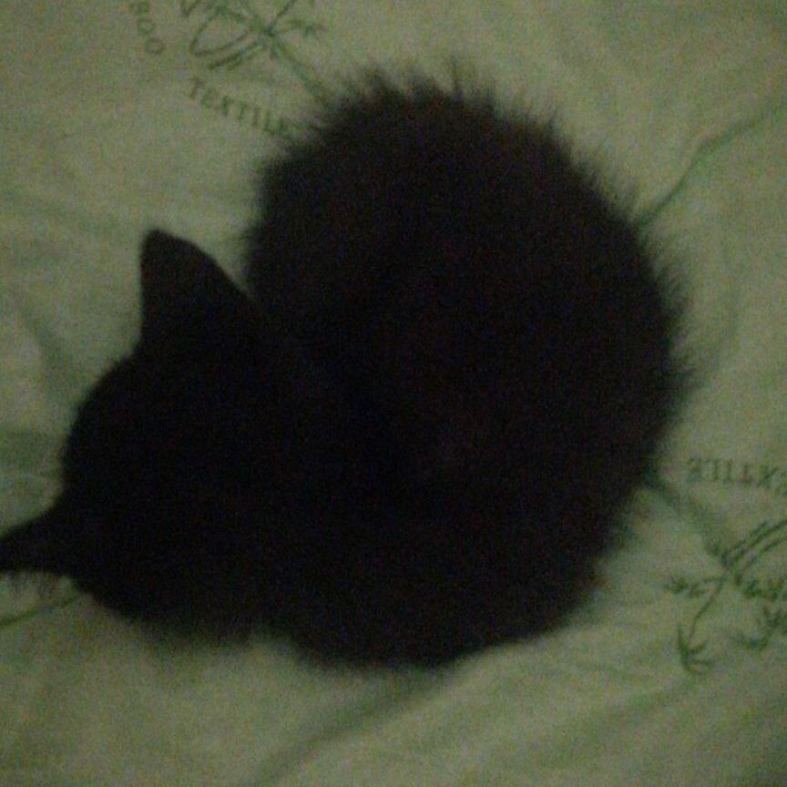 Отдам котёнка за 5р