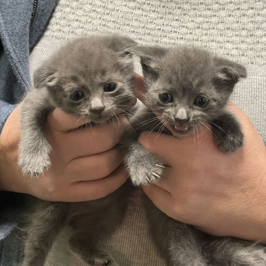 Вислоухие котята
