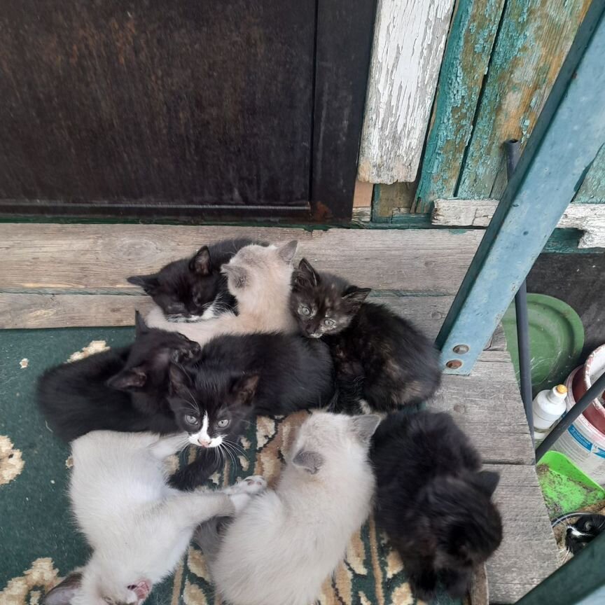 Котята в добрые руки бесплатно