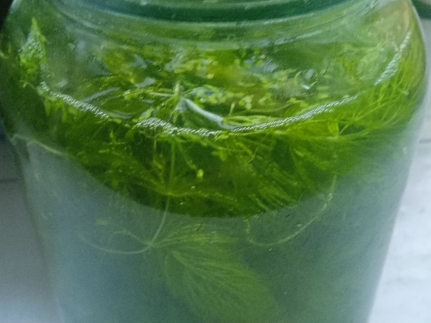 Роголистник в аквариум