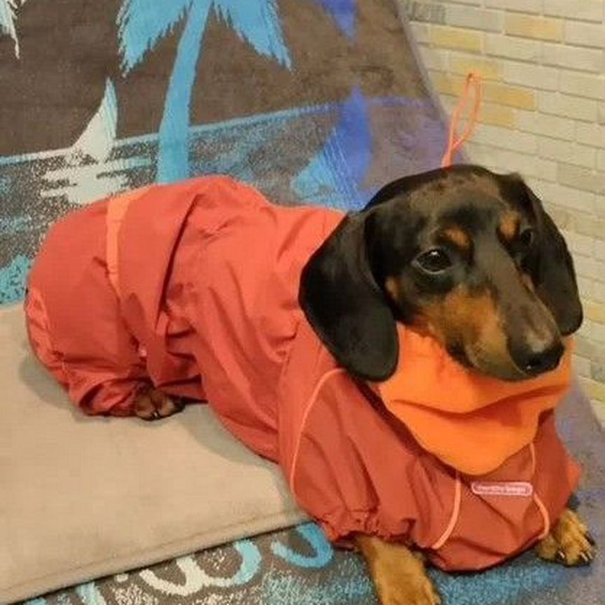Комбинезон for my dogs тс2