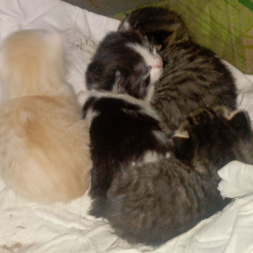 Котята бобтейл