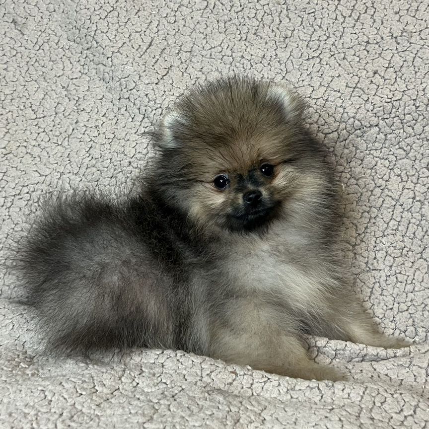 Померанский шпиц мини щенок