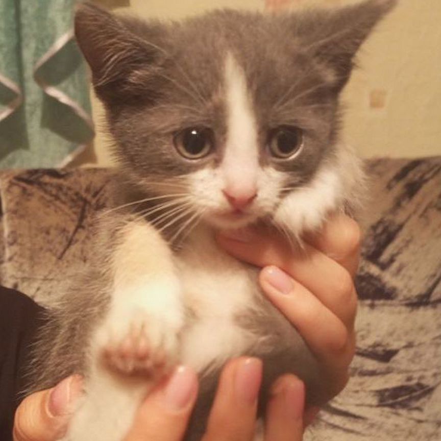 Котята в добрые руки бесплатно