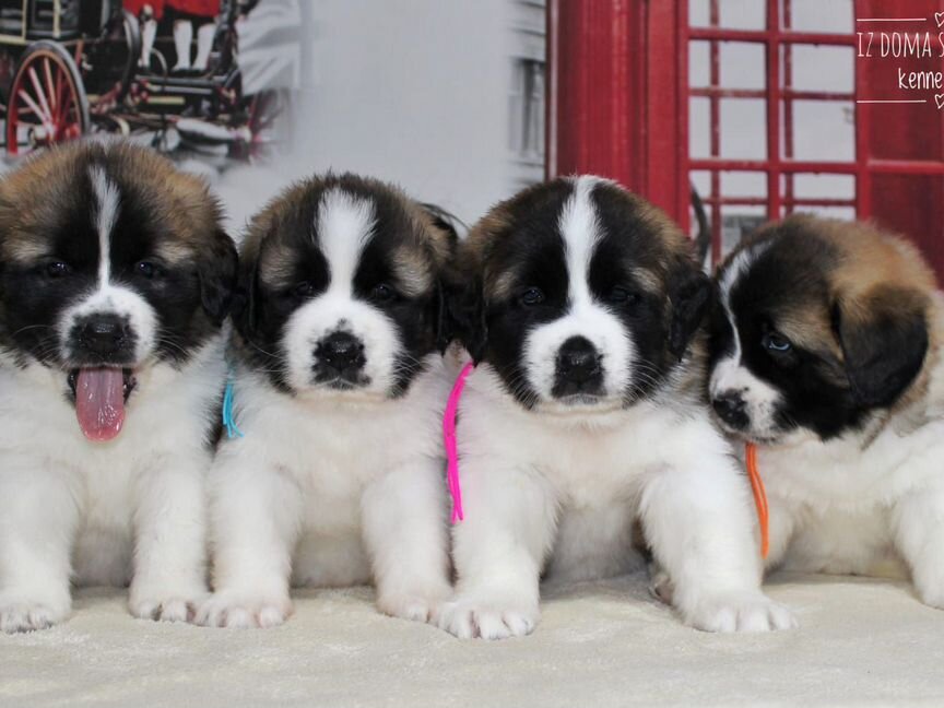 Щенки московской сторожевой