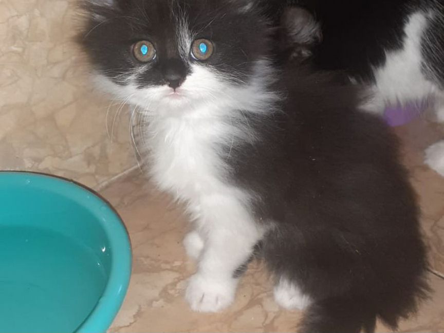 Пушистое чудо ищет дом
