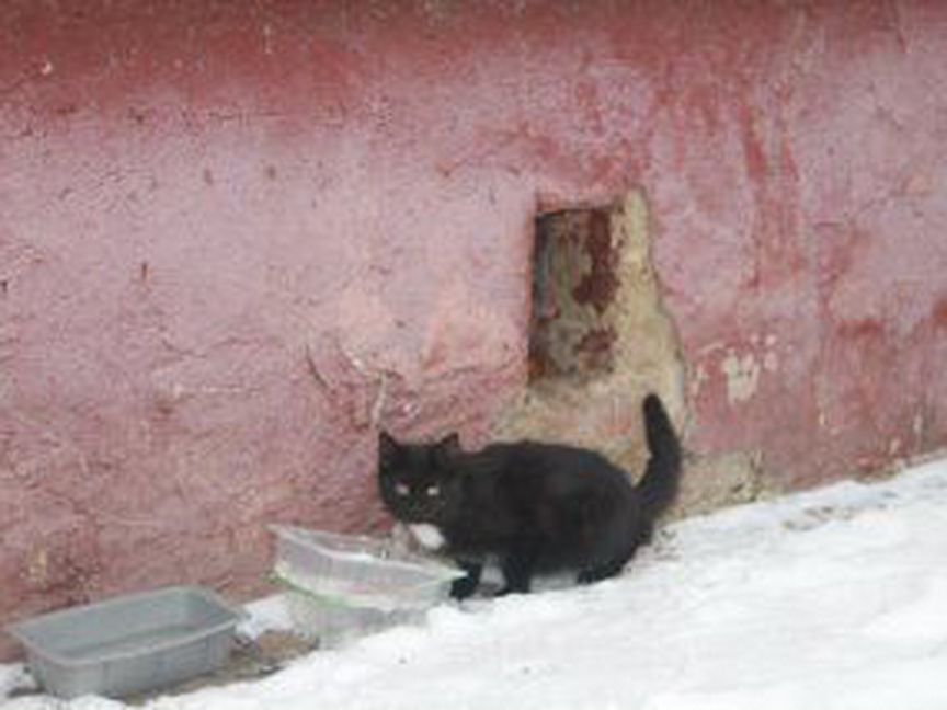 Котенок