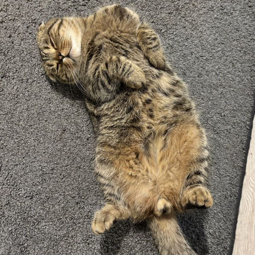 Кот вязка