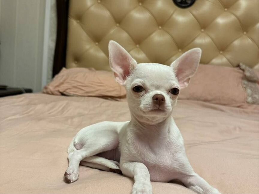 Девочка чихуахуа белая мини малышка