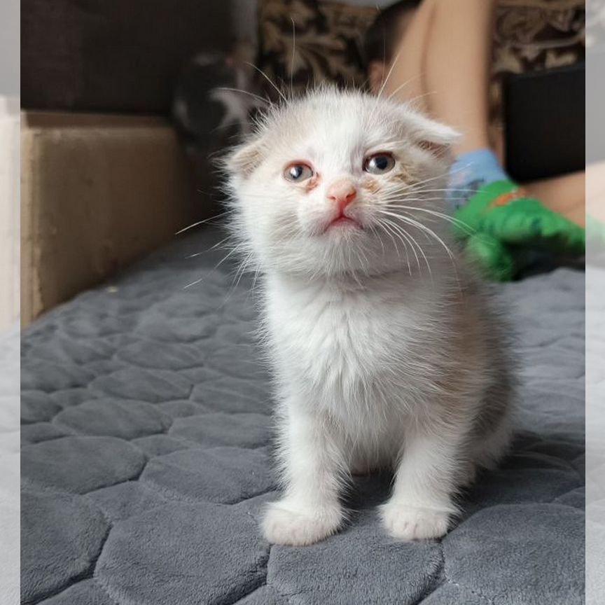 Котёнок от частного владельца