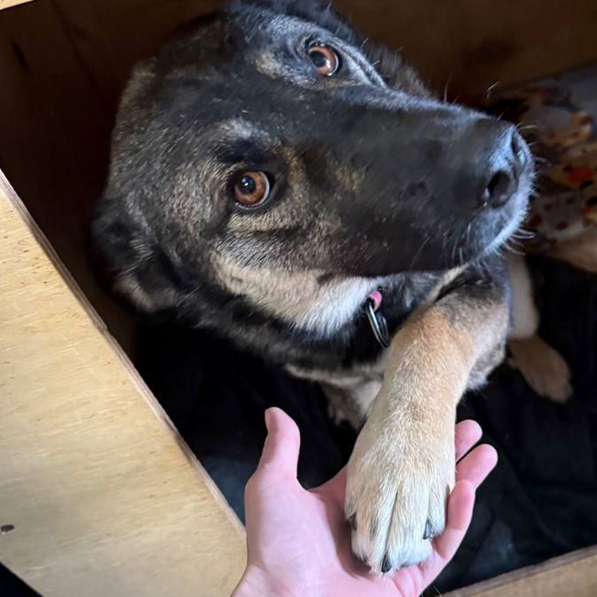 Взрослая собака в добрые руки