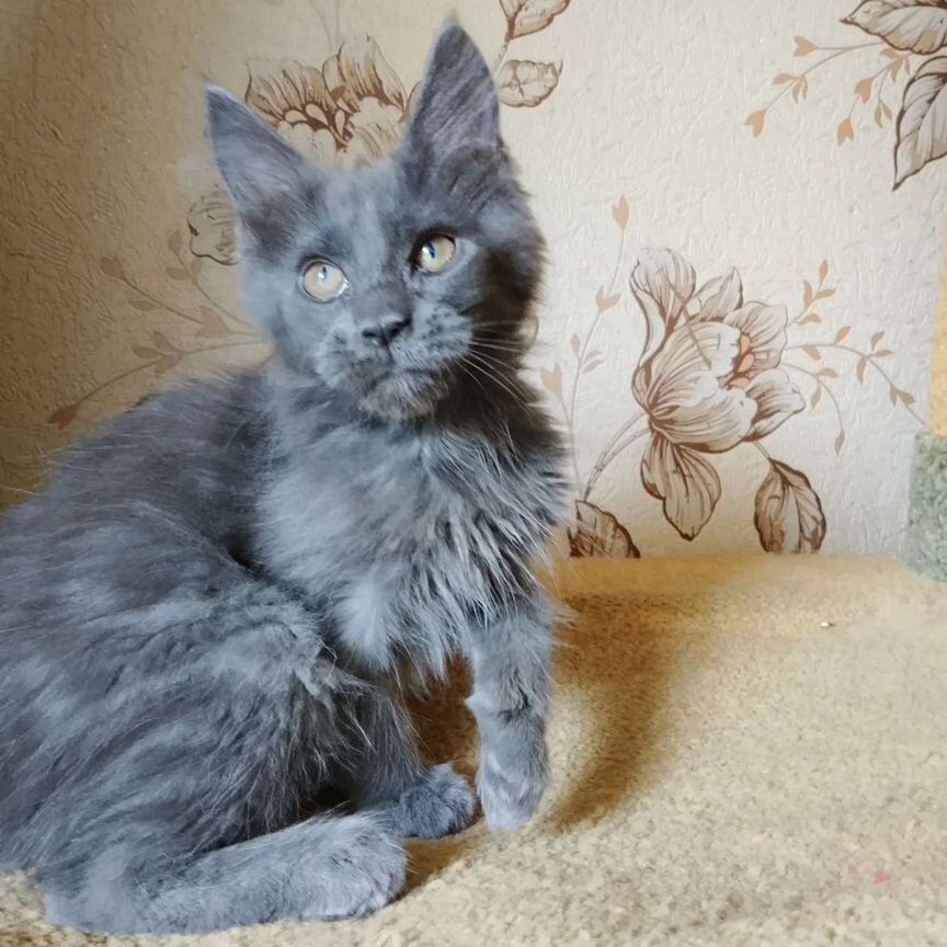 Мейн-кун котёнок