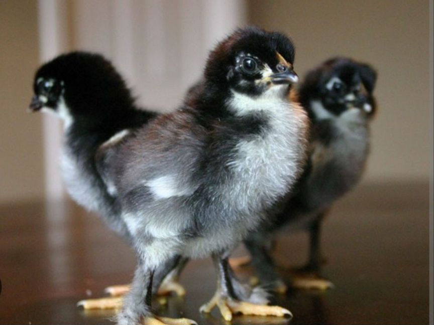 Цыплята маран несушки