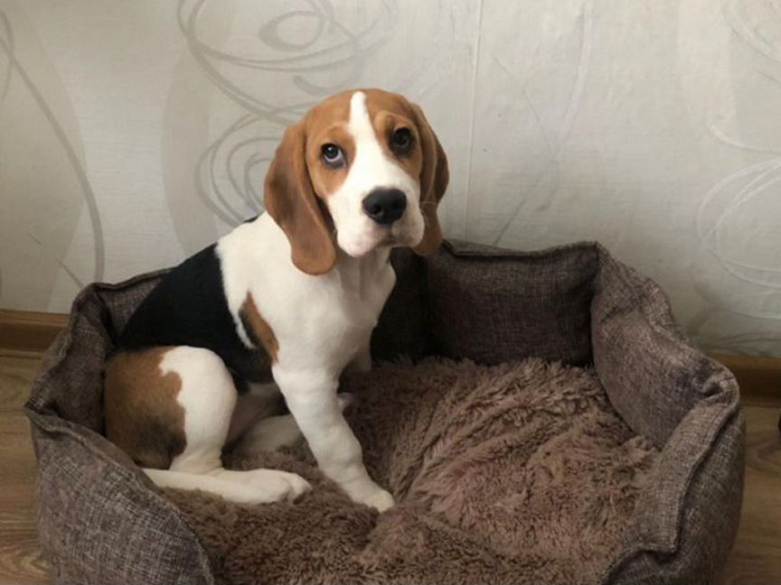 Лежанка для собак