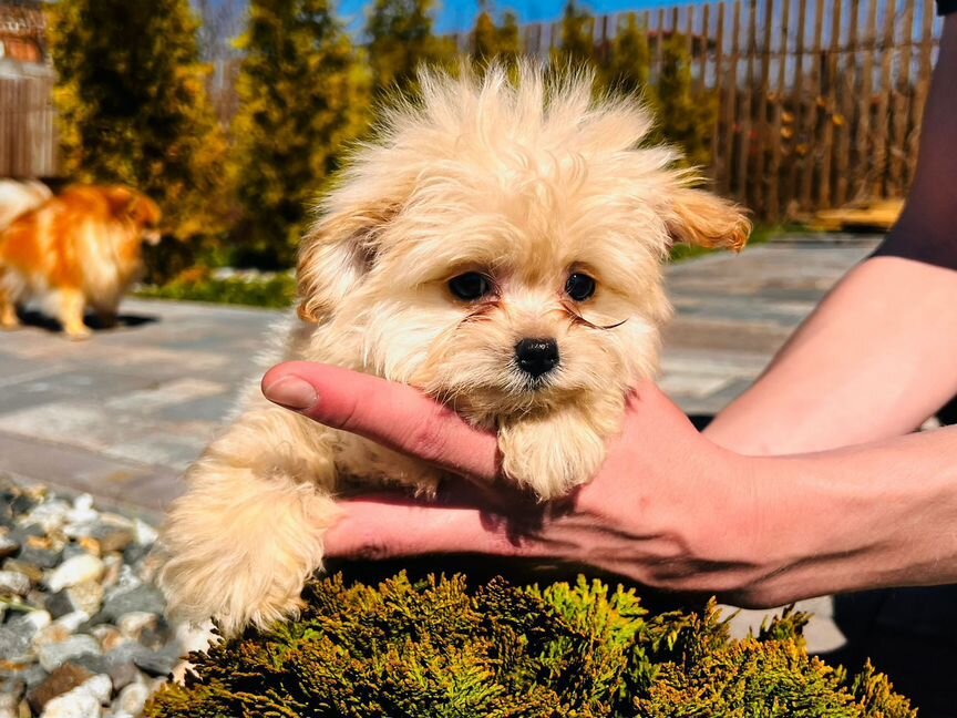 Мальтипу детки