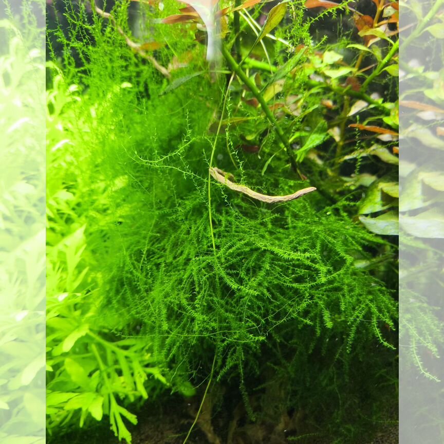 Аквариумные растения прополка