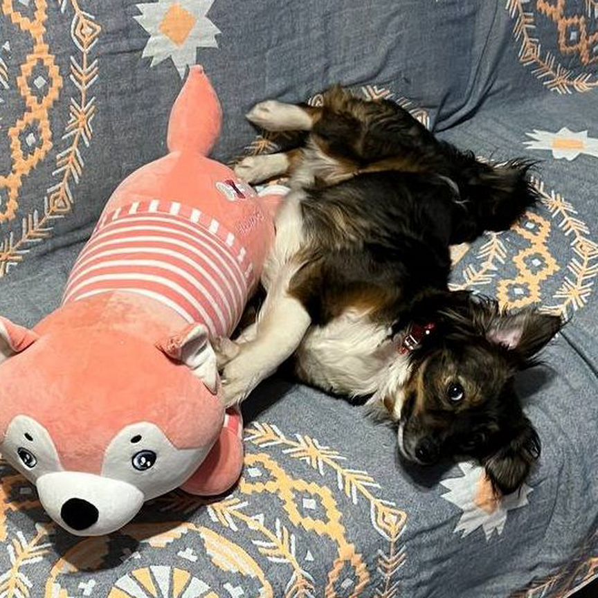 Взрослая собака в добрые руки