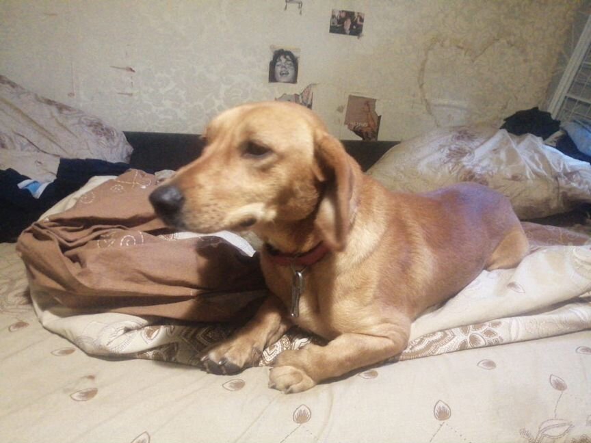 Такса, чья потеряшка