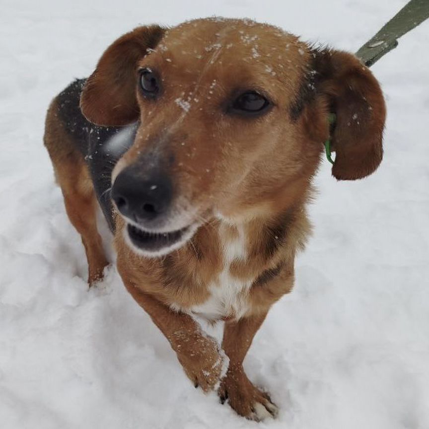 Взрослая собака в добрые руки