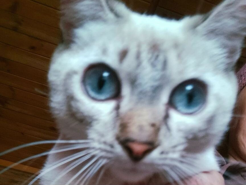 Молодая кошечка породы Тонкинская ищет хозяина