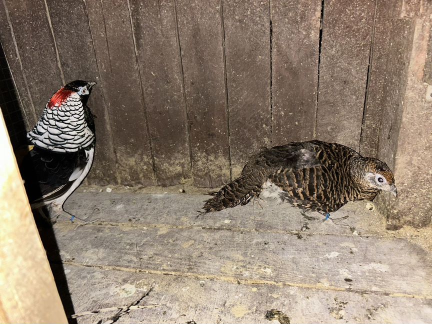 Фазаны алмазные пара самка и самец