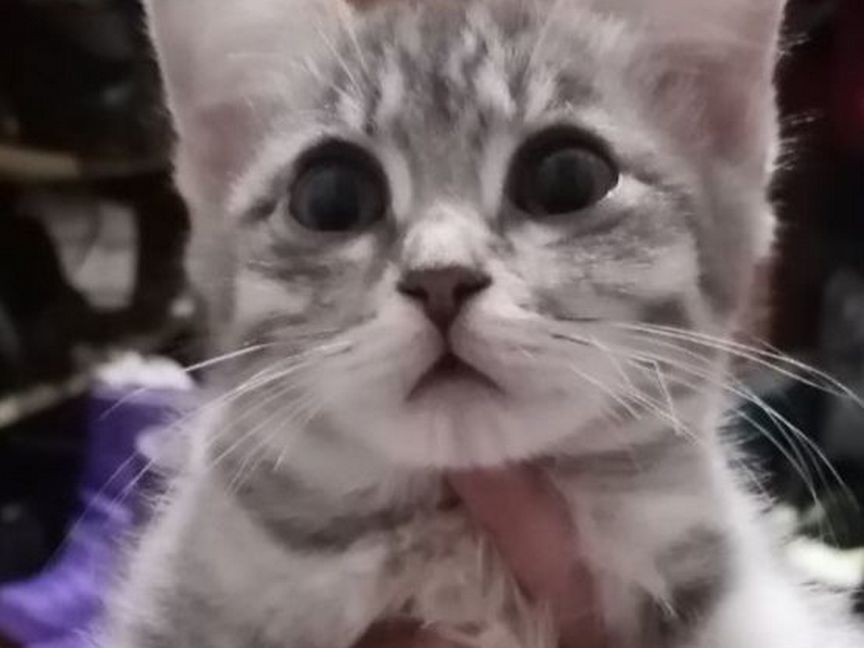 Котятки спасенные от утопления