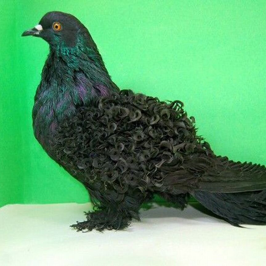 Продаю лишних голубей