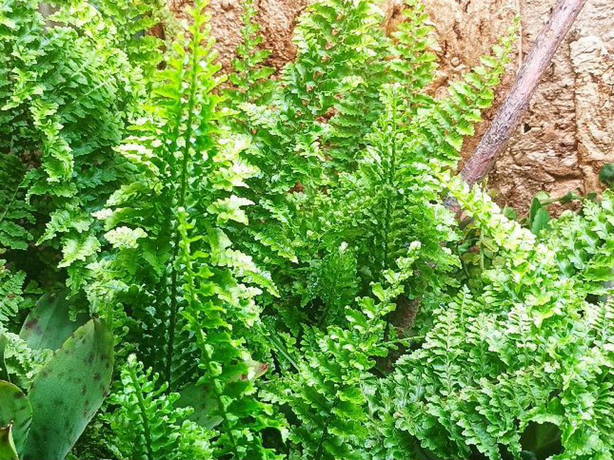 Nephrolepis "Green Fantasy"