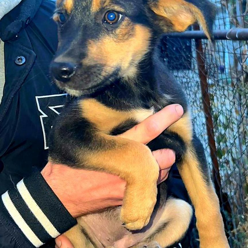 Щенок девочка в добрые руки