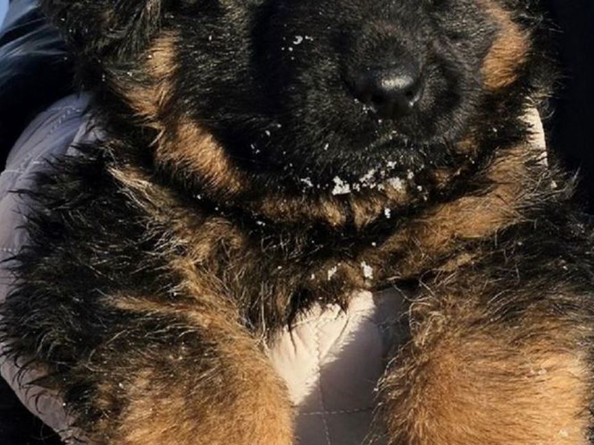 Длинношерстные щенки немецкой овчарки