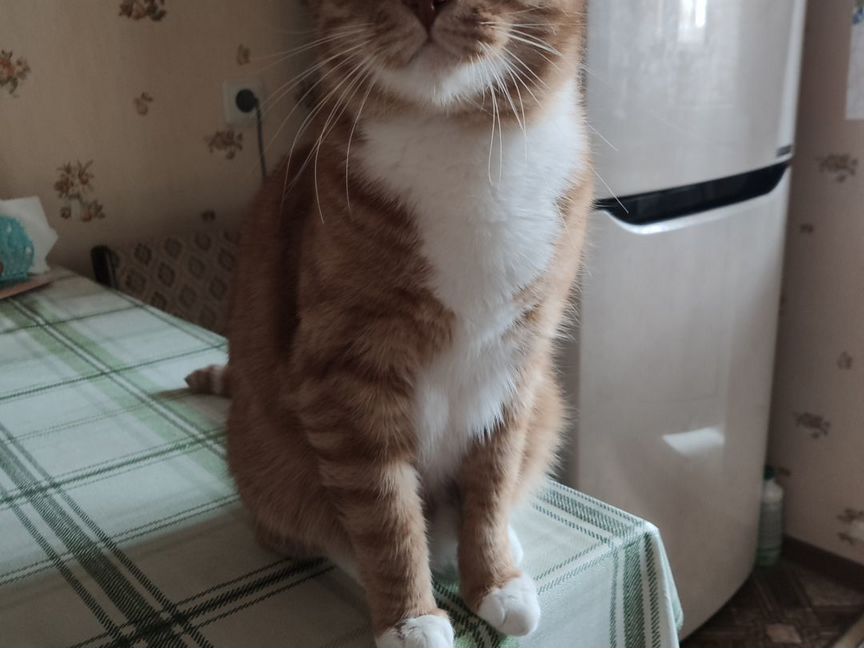 Котикам нужен дом
